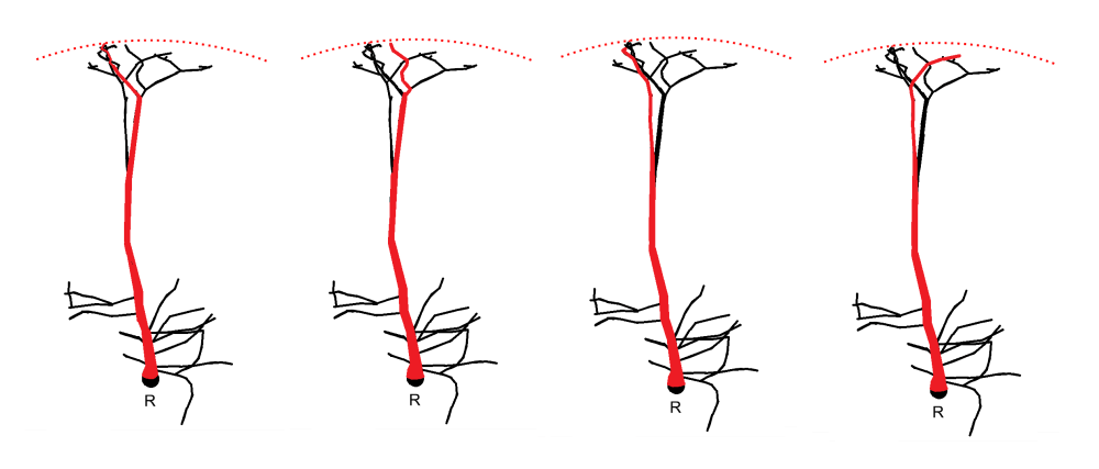 Notes on: A Topological Representation of Branching Neuronal ...