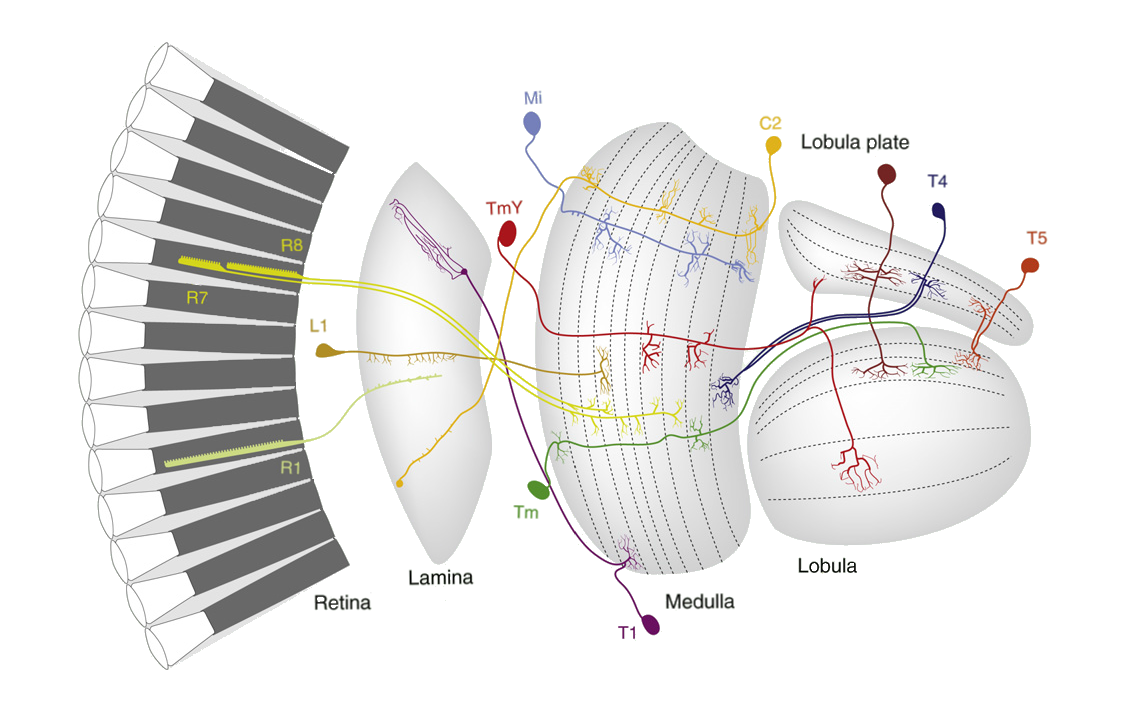 Notes: Drosophila’s View on Insect Vision (Borst, 2009 ...