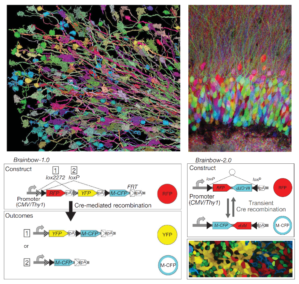 Global Highlights in Neuroengineering 2005-2018 | LoganThrasherCollins.com