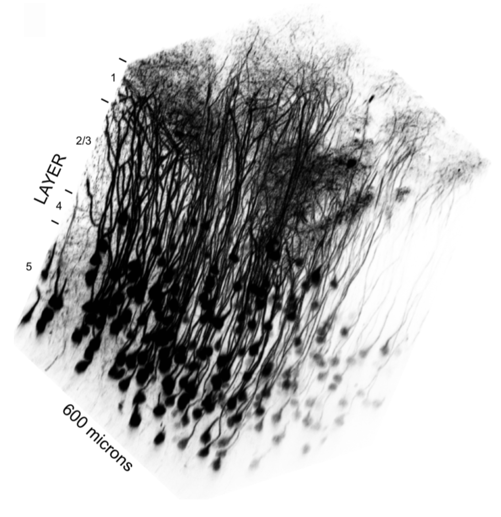 Notes on two-photon microscopy | LoganThrasherCollins.com