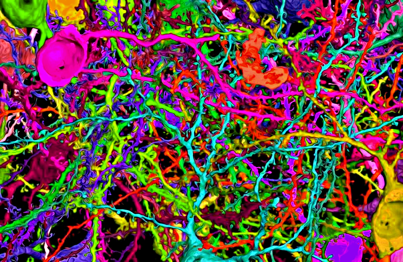 Primer on the Biology of the Cerebral Cortex | LoganThrasherCollins.com