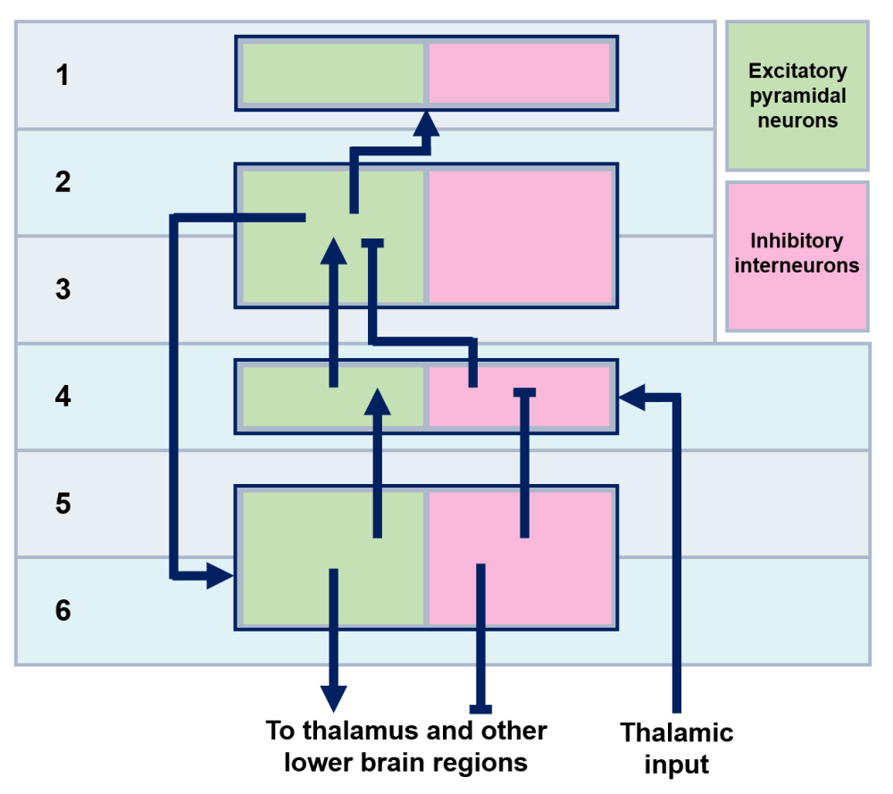Primer on the Biology of the Cerebral Cortex | LoganThrasherCollins.com